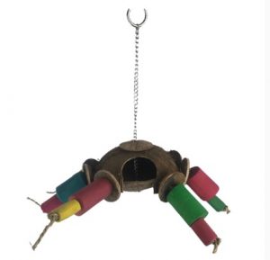 Coco Spider | Brisbane Bird Minding